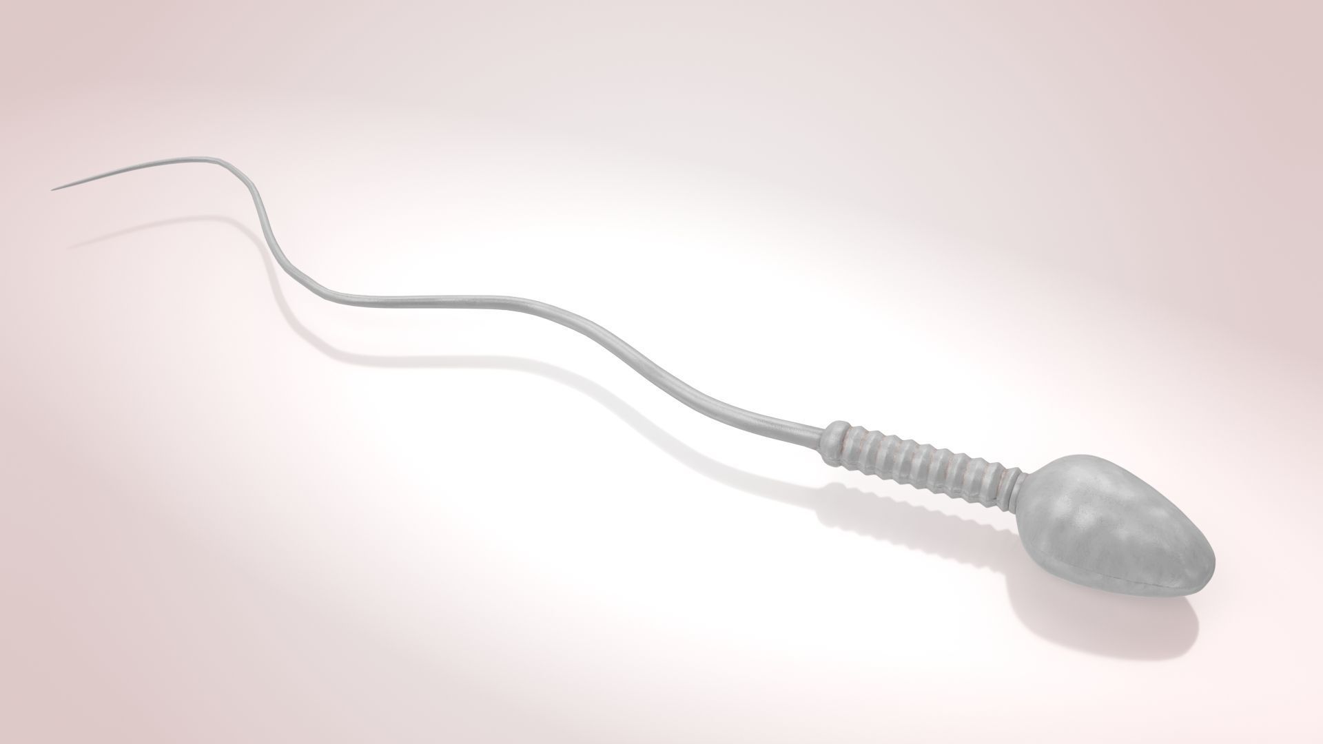 3D model Animated Sperm Cell or Spermatozoa VR / AR / low-poly | CGTrader