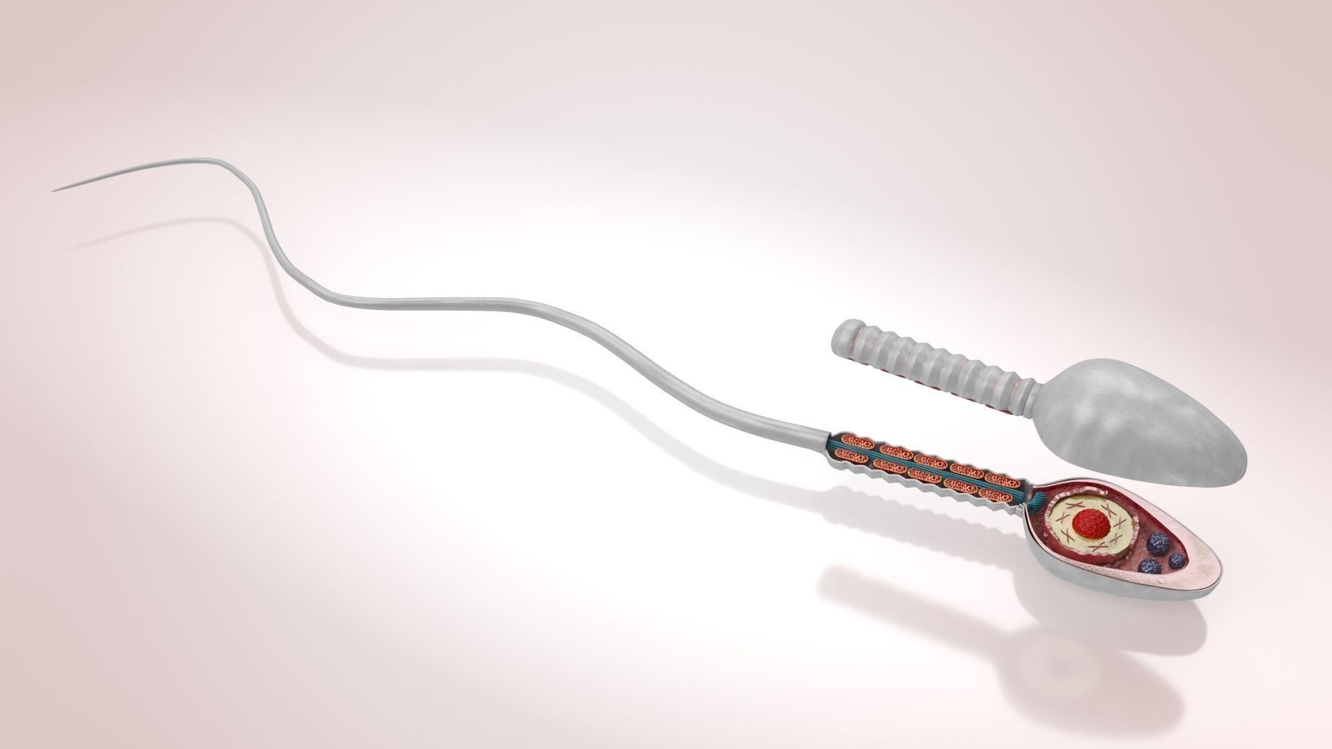 3D model Animated Sperm Cell or Spermatozoa VR / AR / low-poly | CGTrader