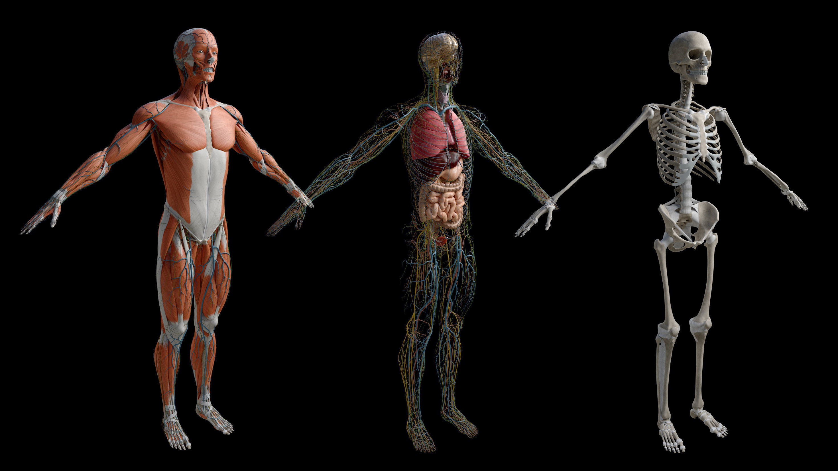 Human Anatomy man 3D model rigged | CGTrader