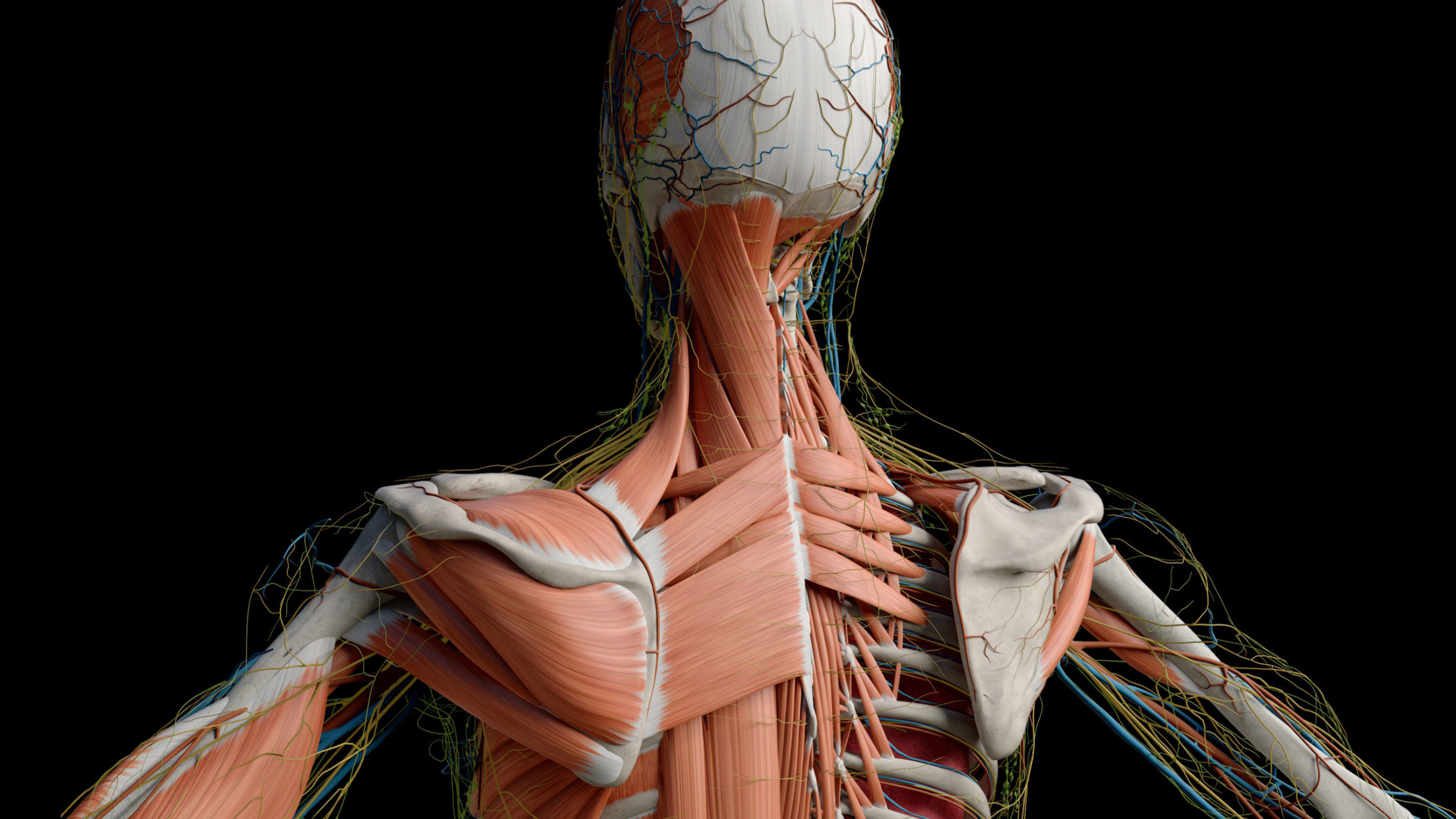 Human Anatomy man 3D model rigged | CGTrader