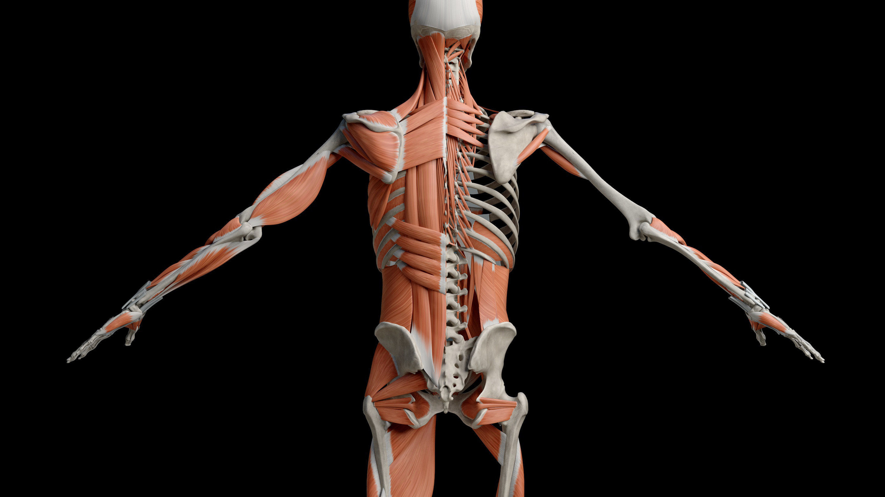 Human Anatomy man 3D model rigged | CGTrader