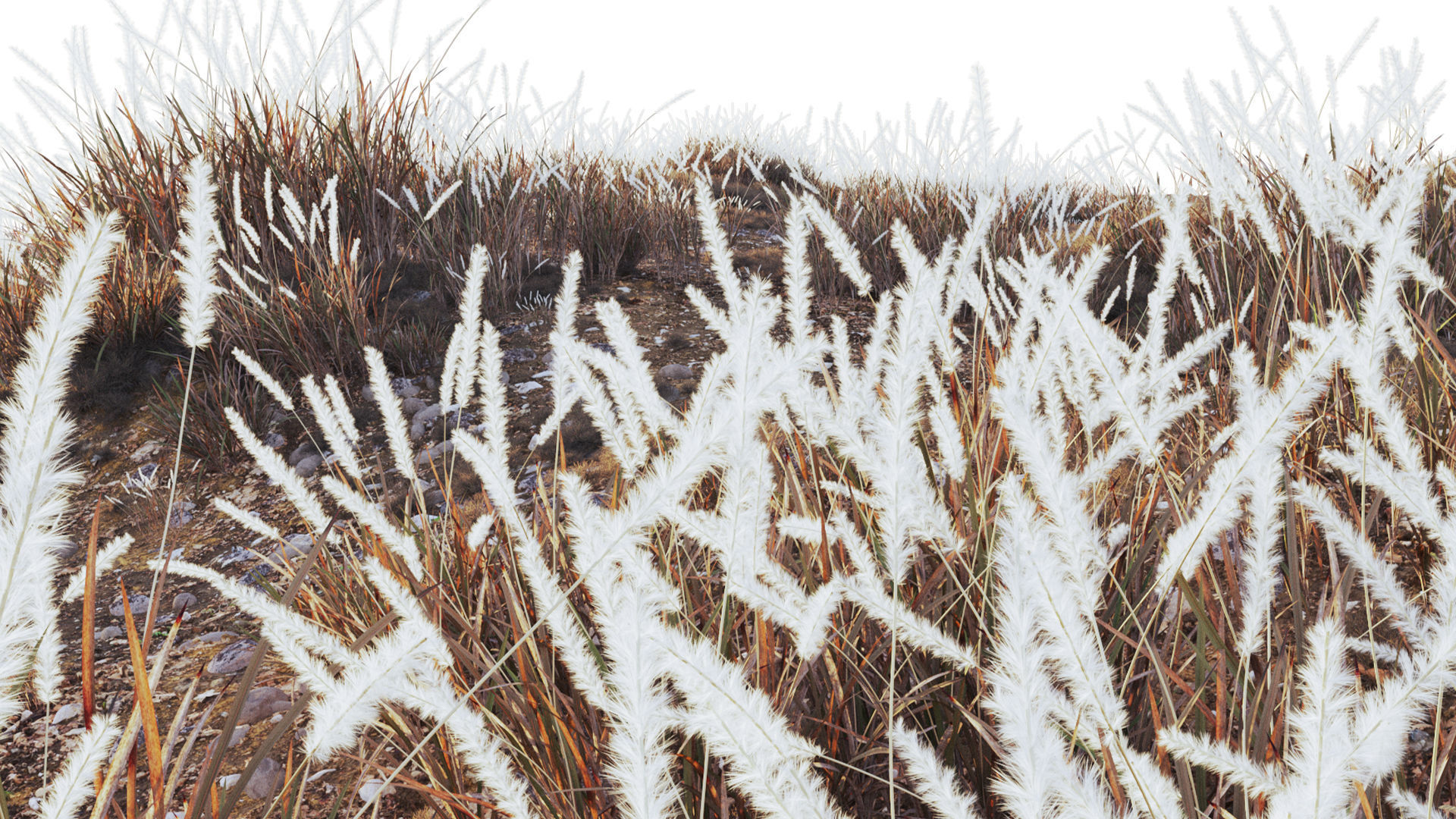 Imperata cylindrica - Cogon Grass 03 3D model | CGTrader