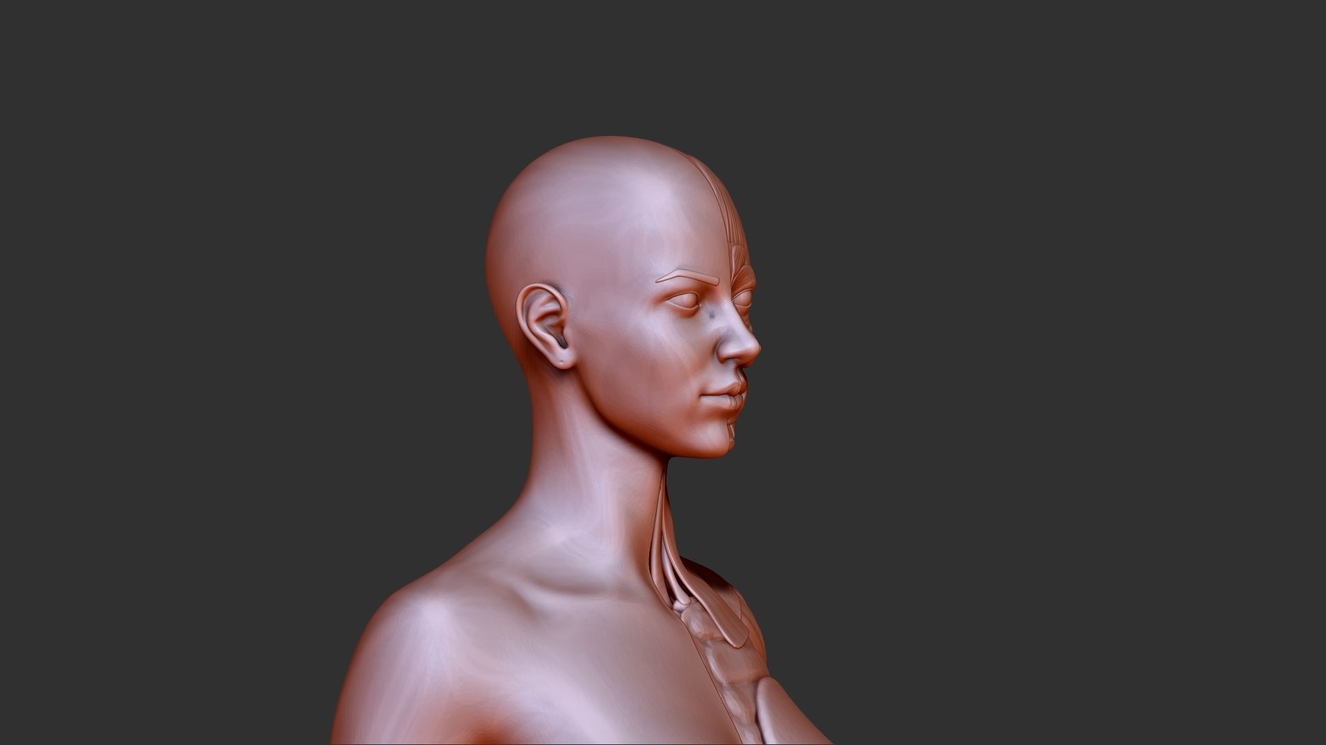 Female anatomy 3d print 3D model 3D printable | CGTrader