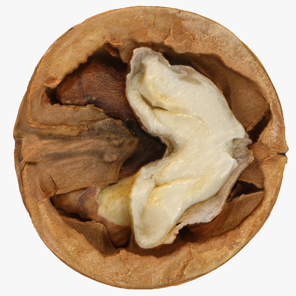 3D model Walnut half VR / AR / low-poly | CGTrader