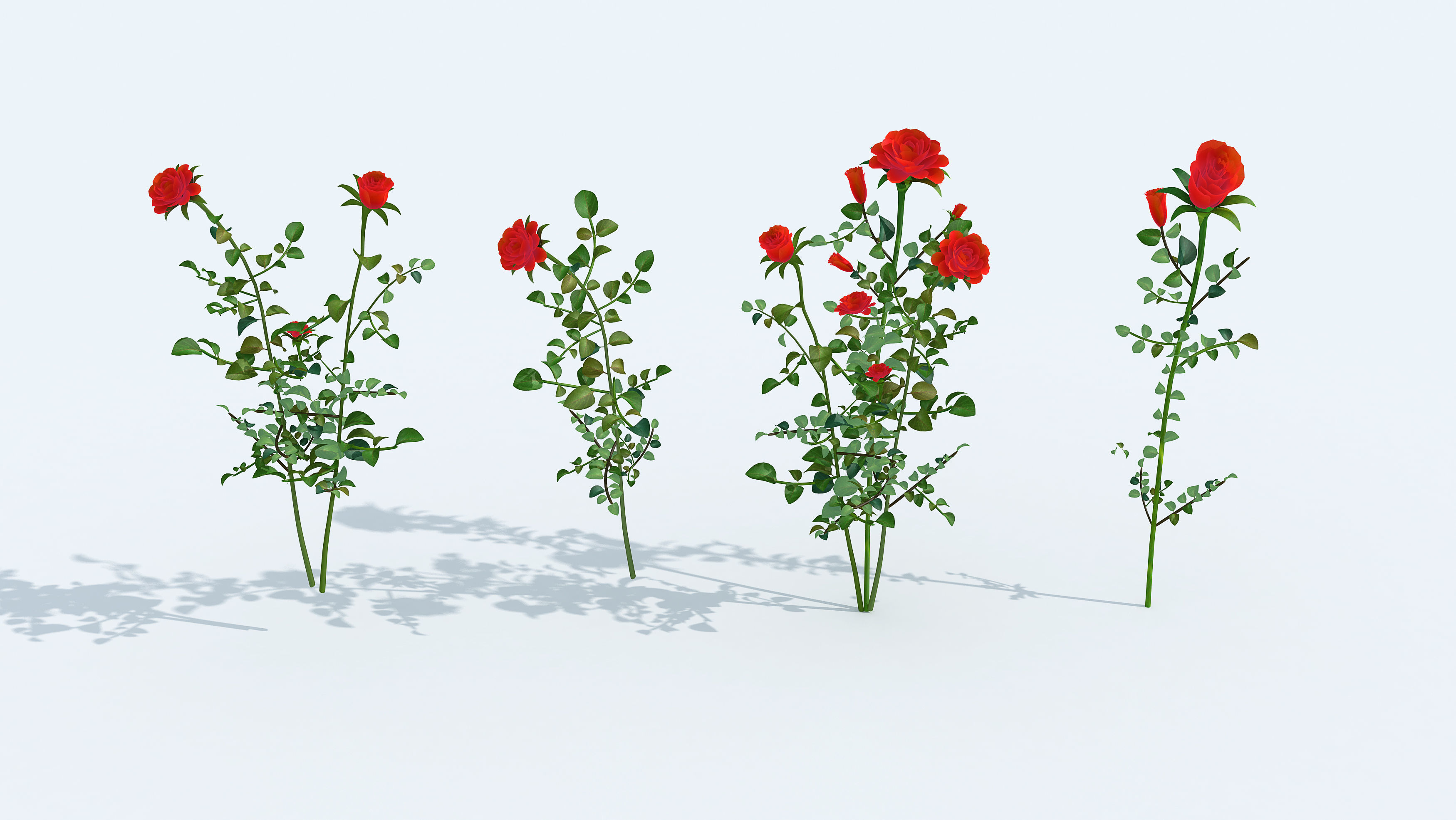 Realistic rose 3D model two roses 3D model | CGTrader