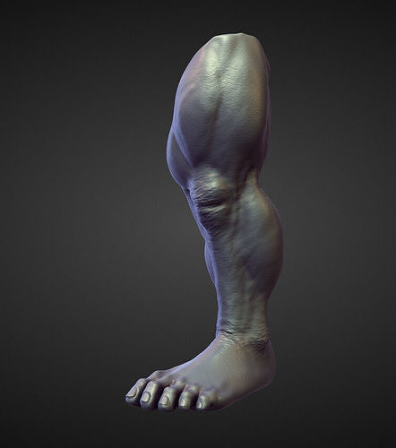 LEG26 high poly sculpt 3D model | CGTrader