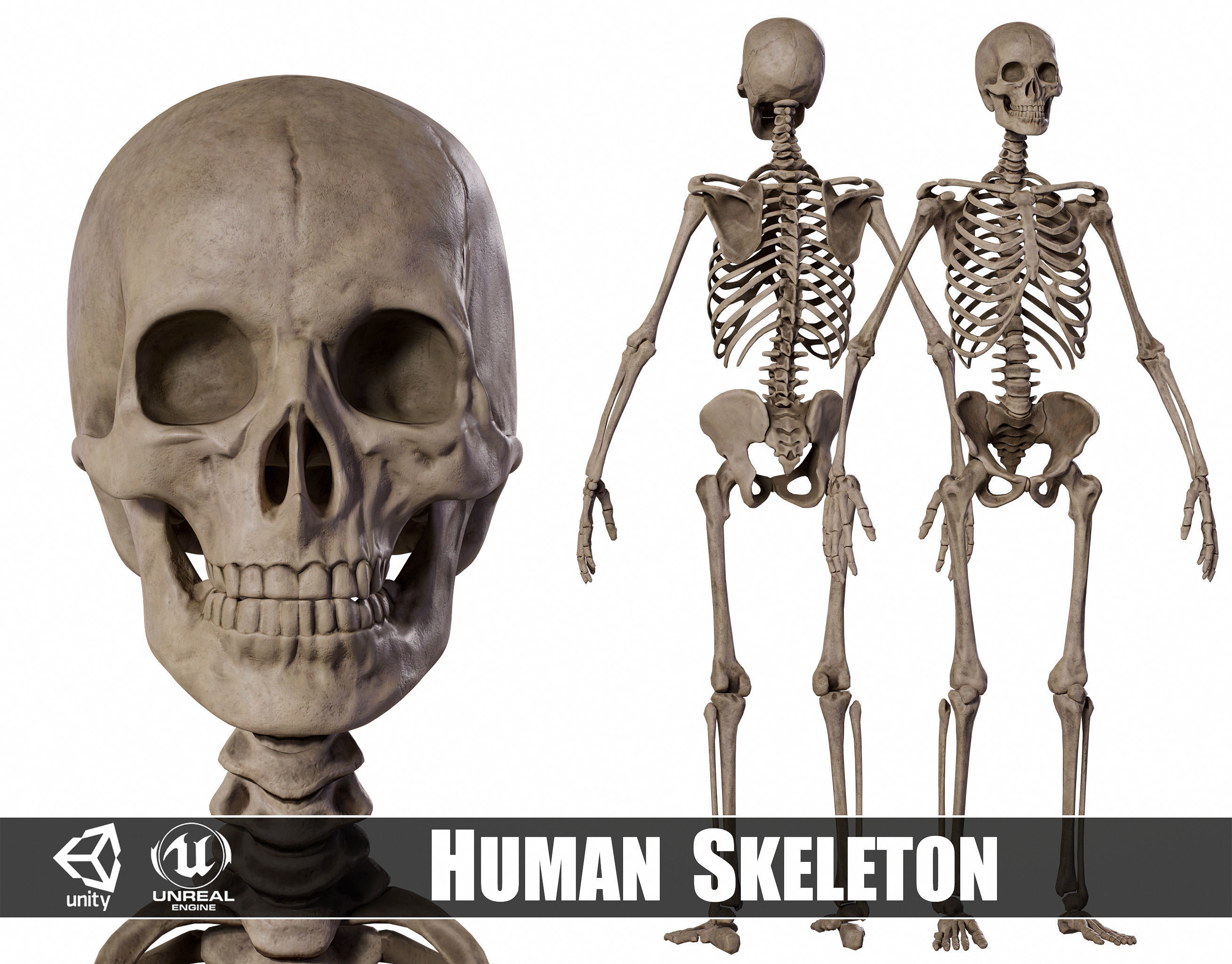 3D model Human Male Skeleton VR / AR / low-poly | CGTrader