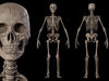 3D model Human Male Skeleton VR / AR / low-poly | CGTrader