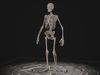 3D model Human Male Skeleton VR / AR / low-poly | CGTrader