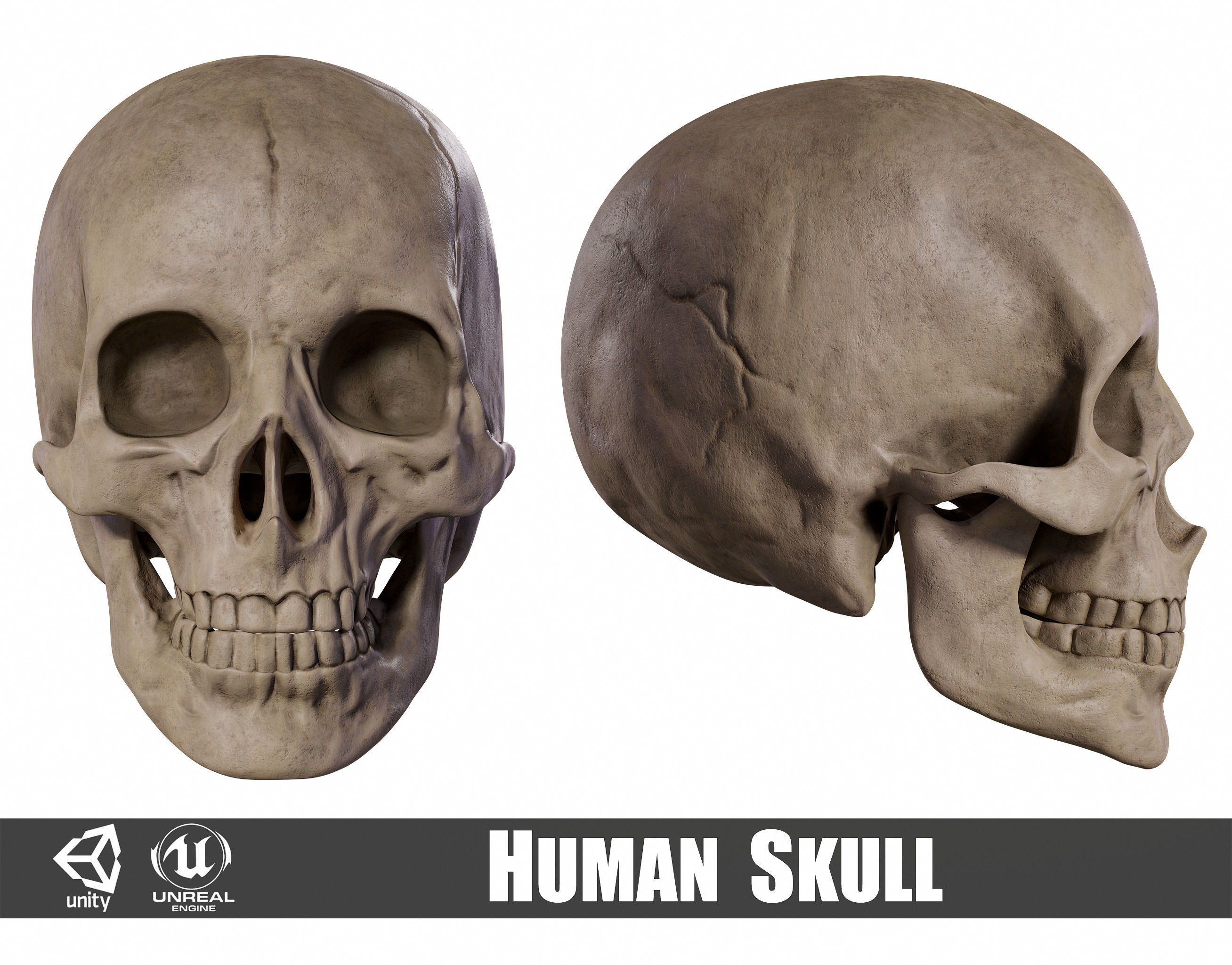 3D model Human Male Skull VR / AR / low-poly | CGTrader