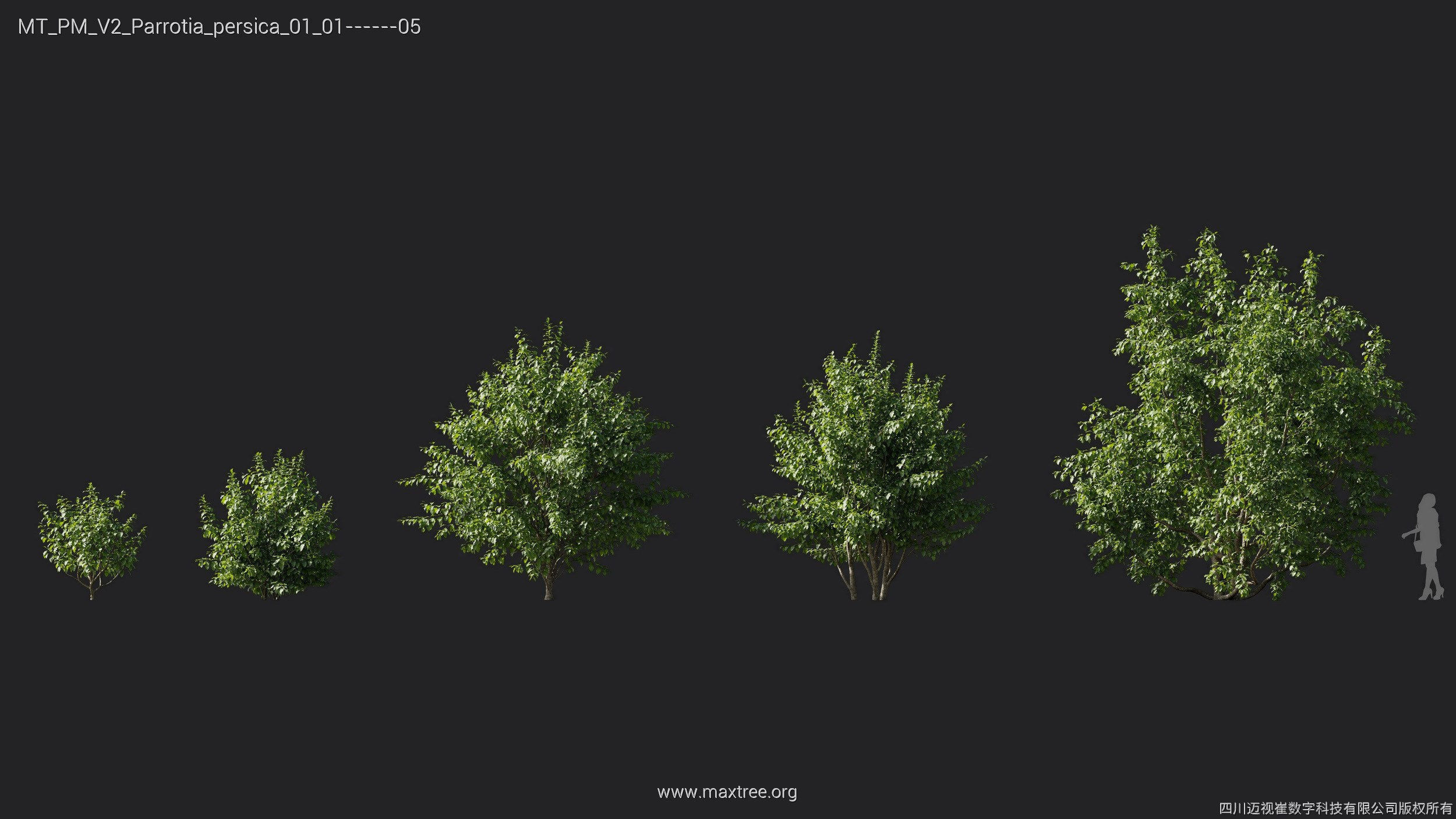 Maxtree Plant Models Vol 2 - Mesh 3D model | CGTrader