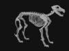 Wolf skeleton 3D model | CGTrader
