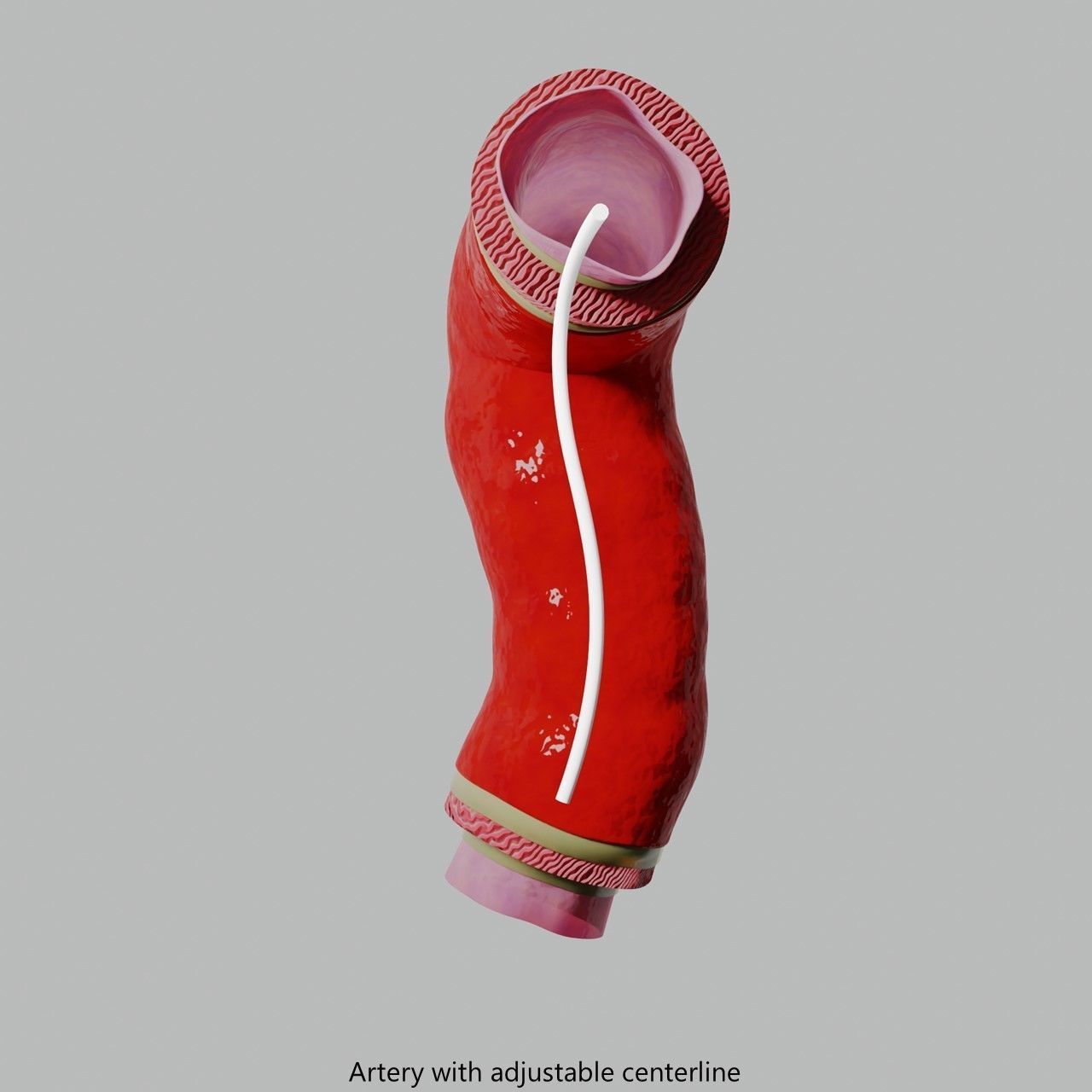 3D model Adjustable centerline blood vessels - artery vein and ...