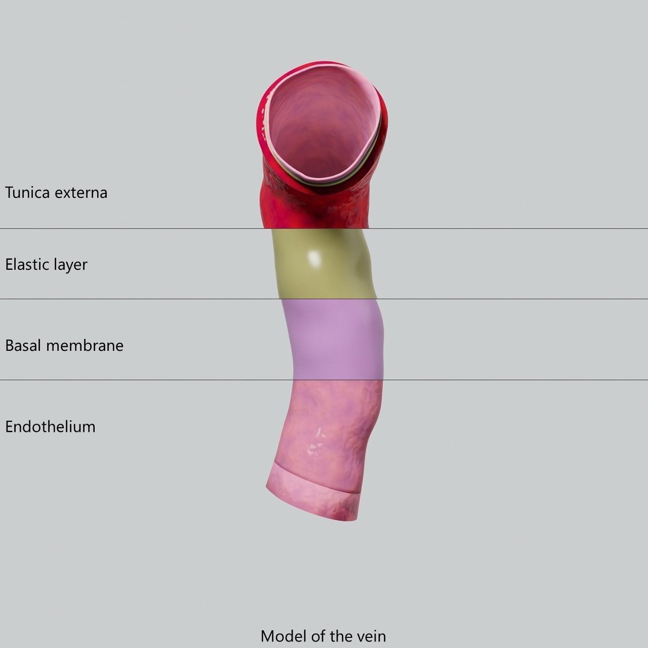 3D model Adjustable centerline blood vessels - artery vein and ...