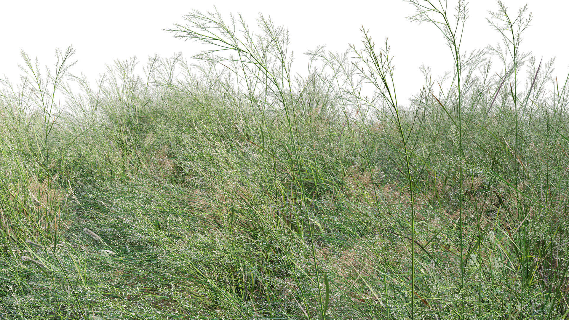 Panicum virgatum - Switchgrass 02 3D model | CGTrader