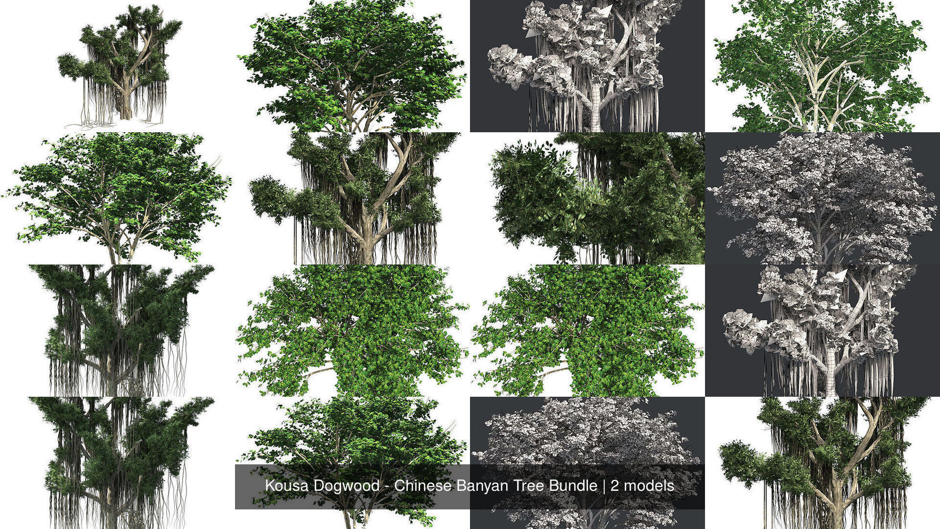 3D Model Collection Kousa Dogwood - Chinese Banyan Tree Bundle VR / AR / low-poly | CGTrader