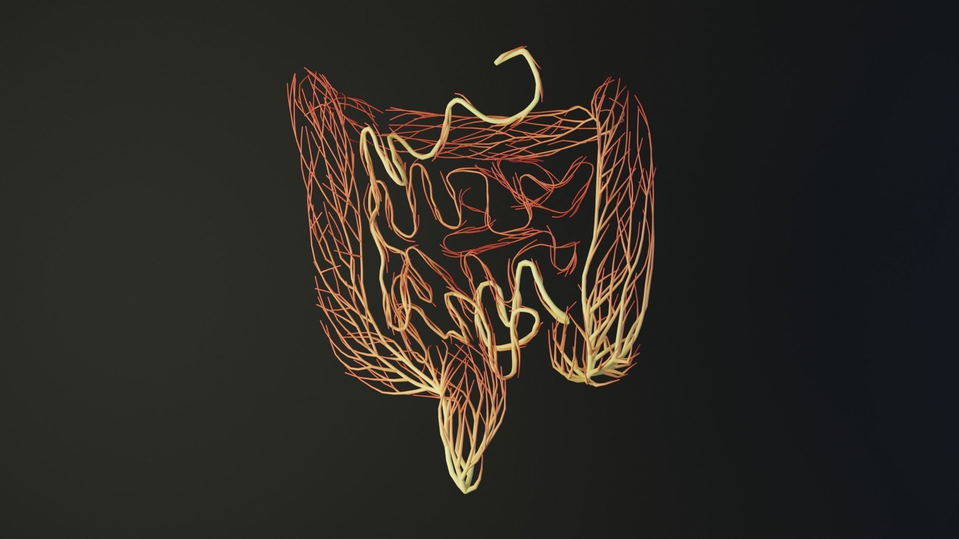 Human intestines made out of lines Unrolling growing animation 3D model ...