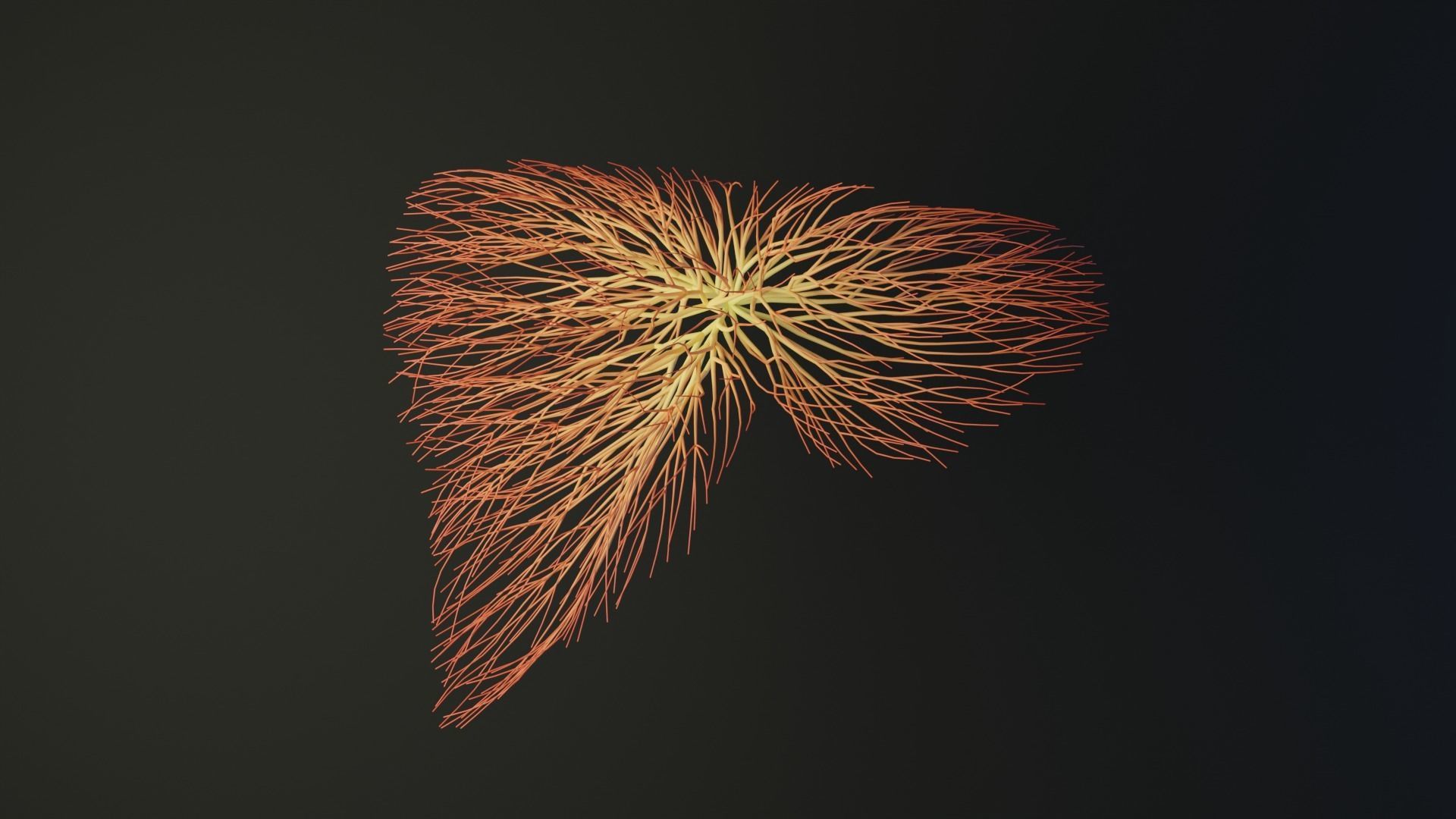 Human liver made out of lines Unrolling growing animation 3D model ...
