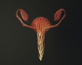 Animated Uterus 3D Models | CGTrader