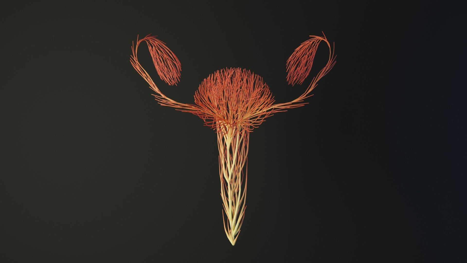 Human Uterus made out of lines Unrolling growing animation 3D model ...