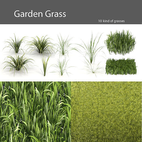 Grass garden - grasses 3D model | CGTrader