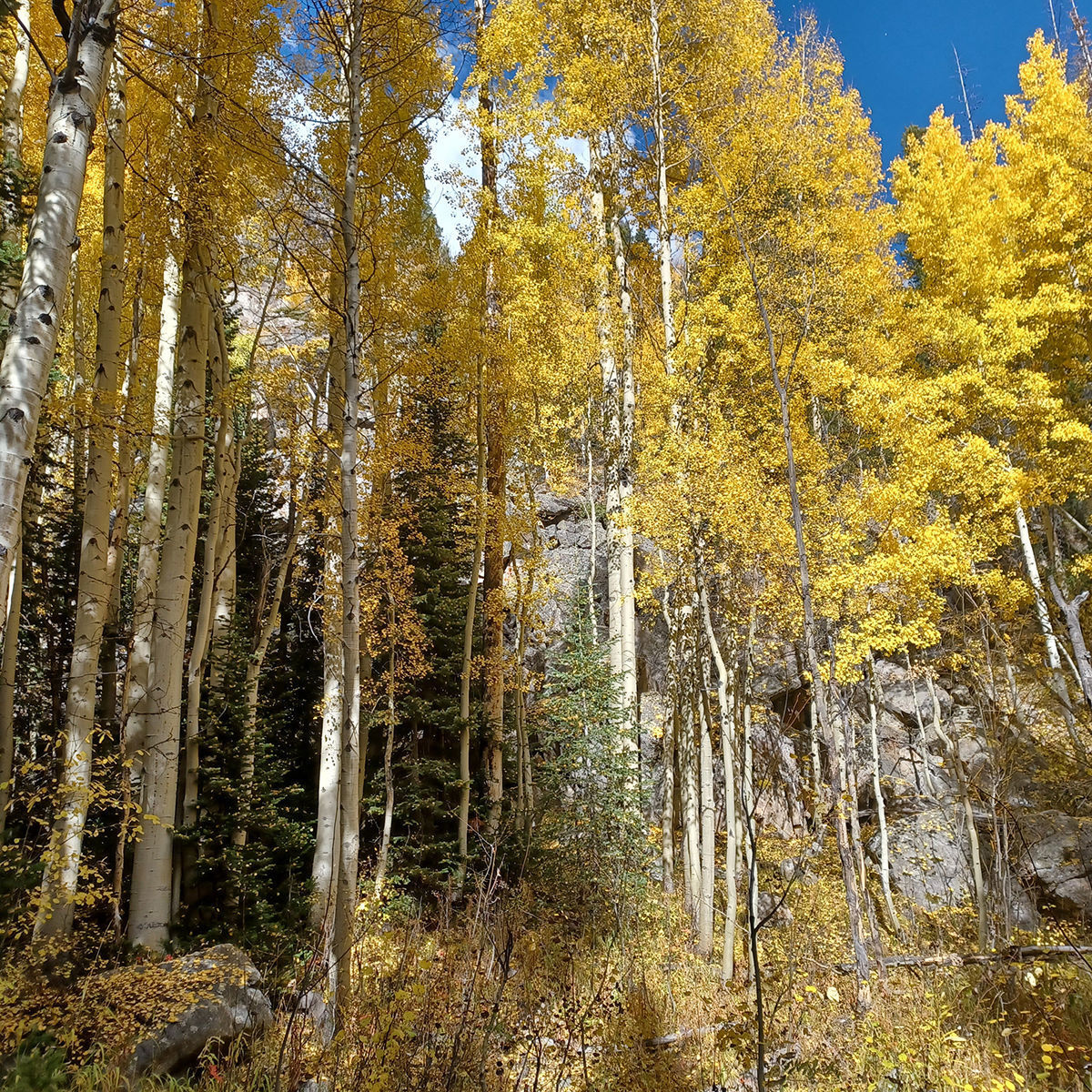 Texture Ground - Fall Leaf VR / AR / low-poly | CGTrader