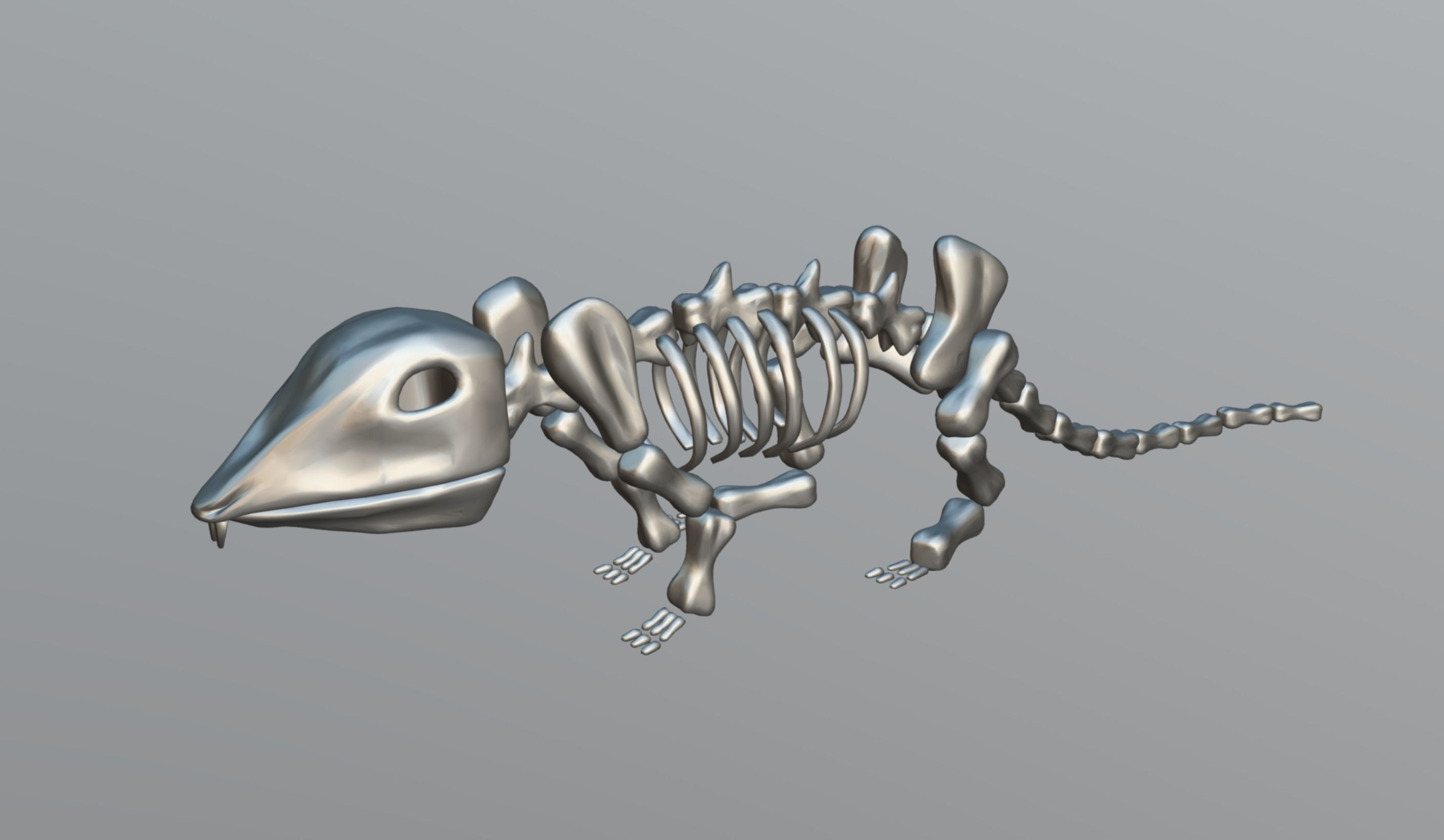3d Model Mouse Skeleton Vr Ar Low Poly Rigged Animated Cgtrader
