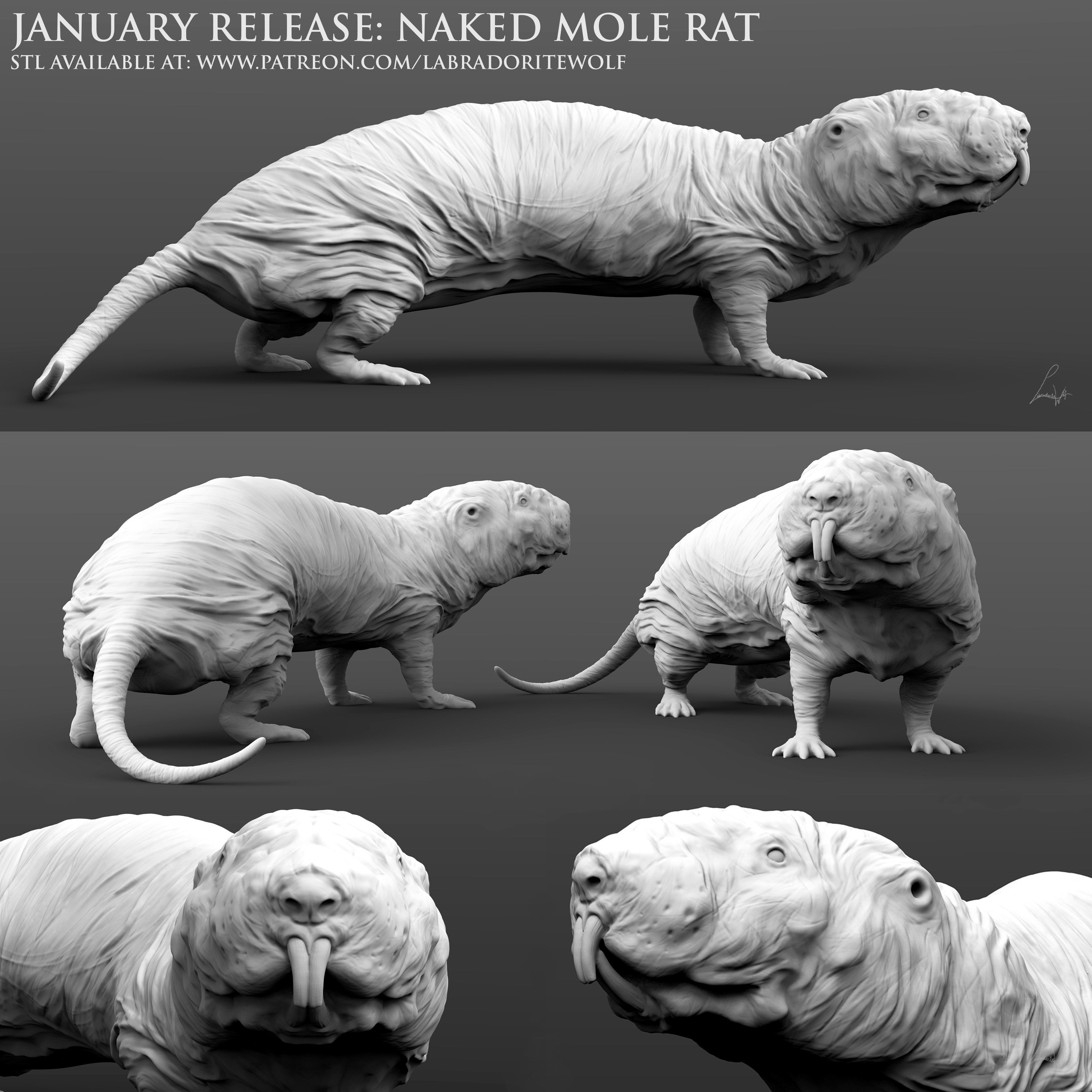 Naked Mole Rat 3D model 3D printable | CGTrader