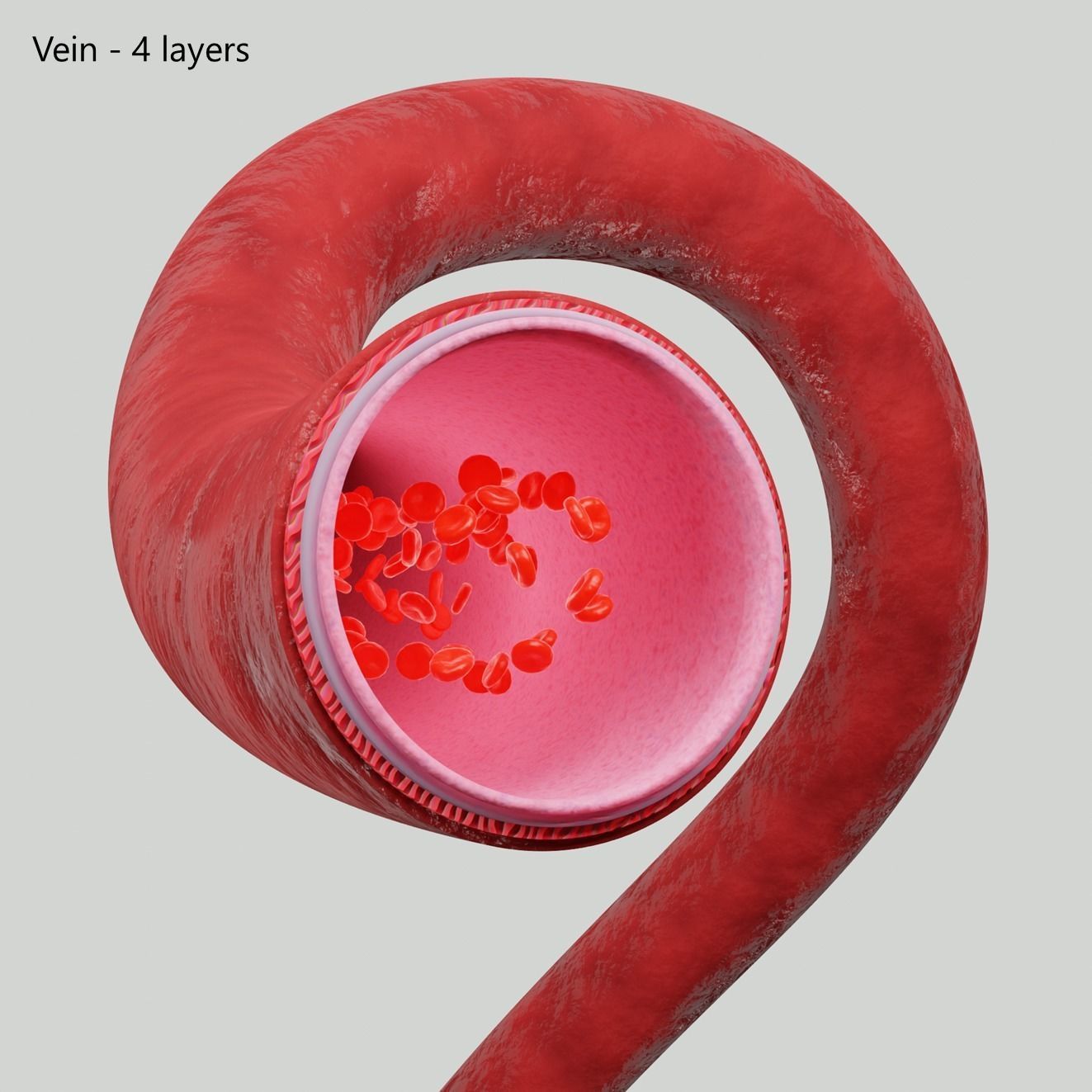 3D model Blood vessels photorealistic animated modellable low-poly 3D ...