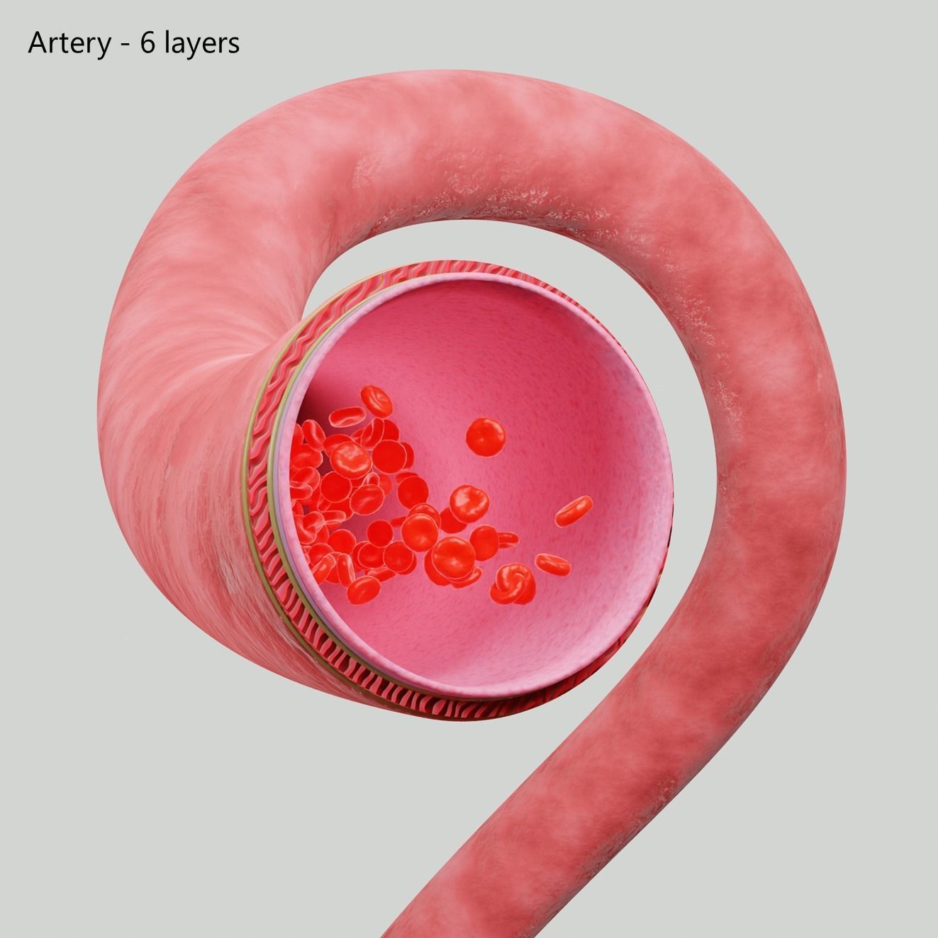 3D model Blood vessels photorealistic animated modellable low-poly 3D ...