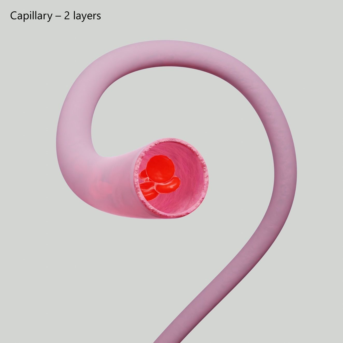 3D model Blood vessels photorealistic animated modellable low-poly 3D ...