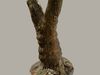 Old Gnarled Birch Tree 3D model | CGTrader