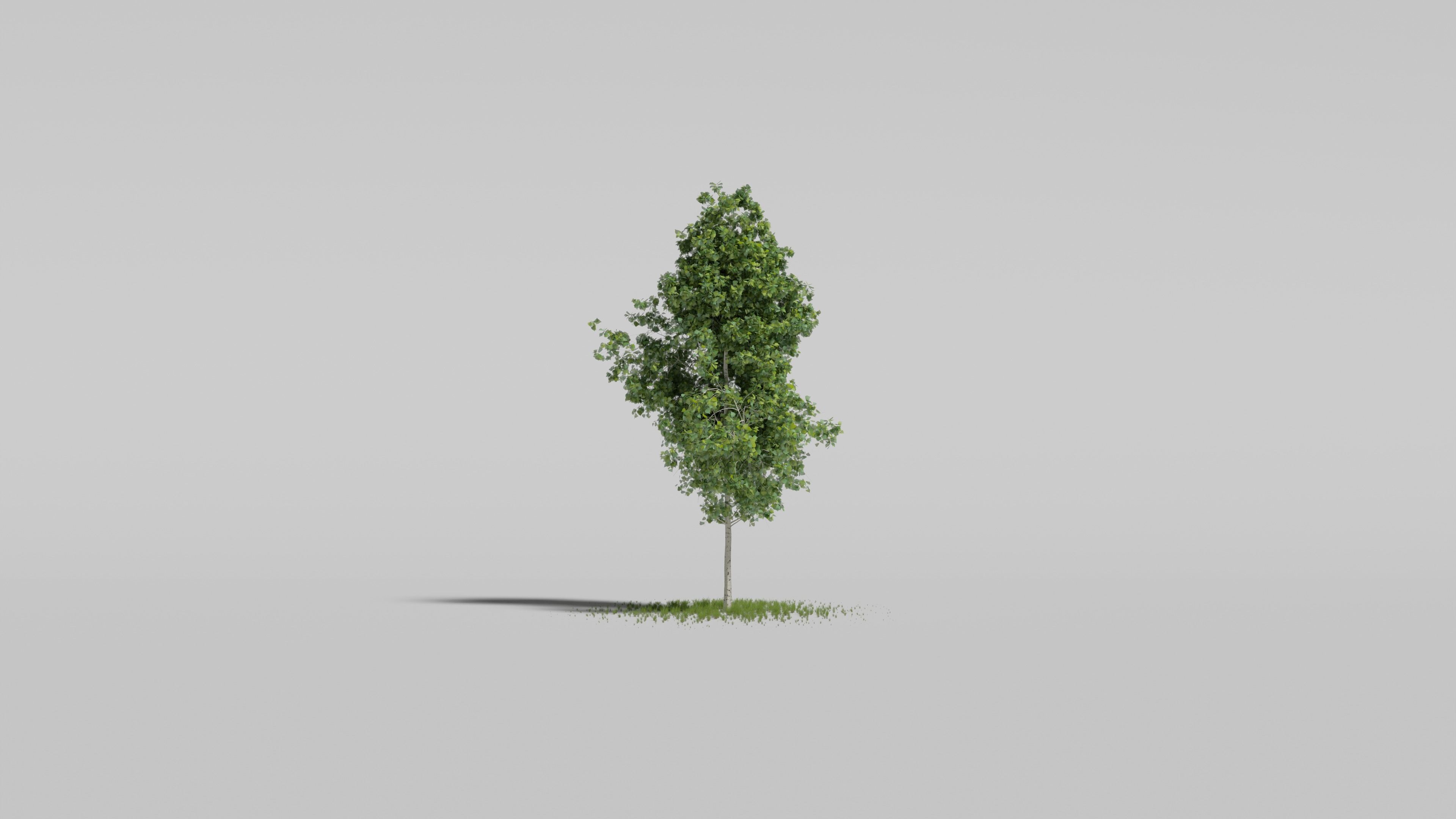 Birch High Resolution Tree Collection 3D model | CGTrader