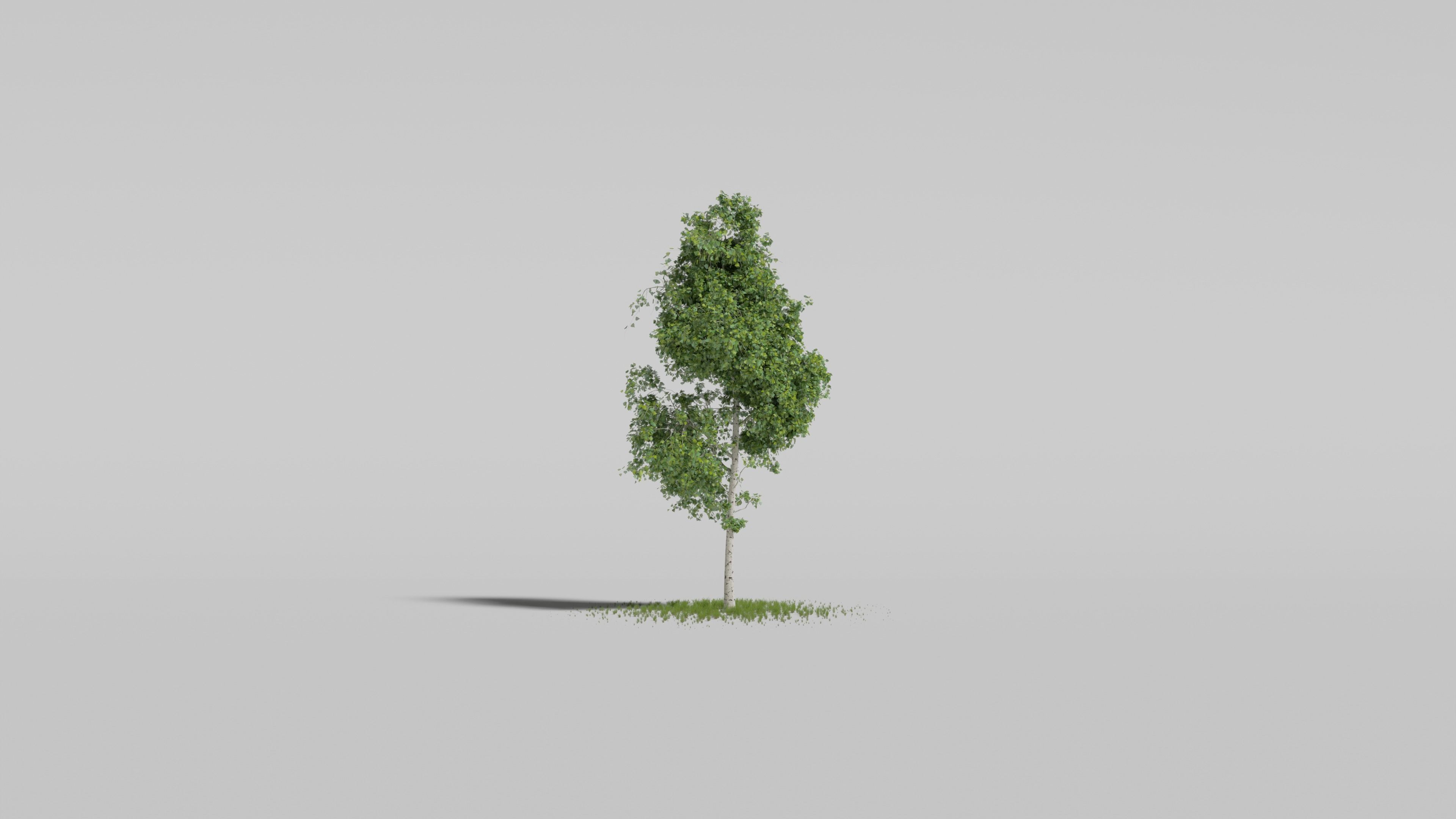 Birch High Resolution Tree Collection 3D model | CGTrader
