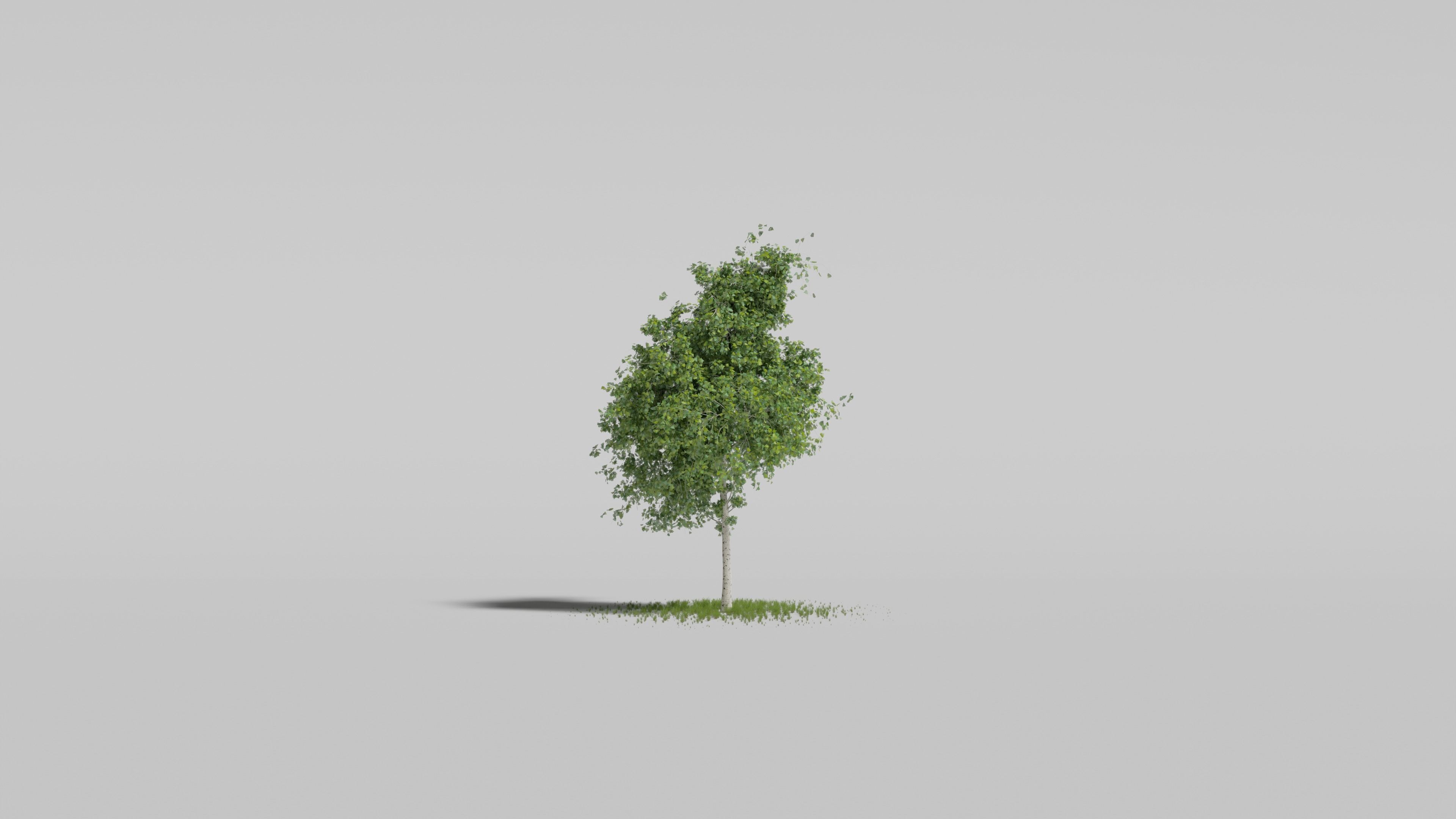 Birch High Resolution Tree Collection 3D model | CGTrader
