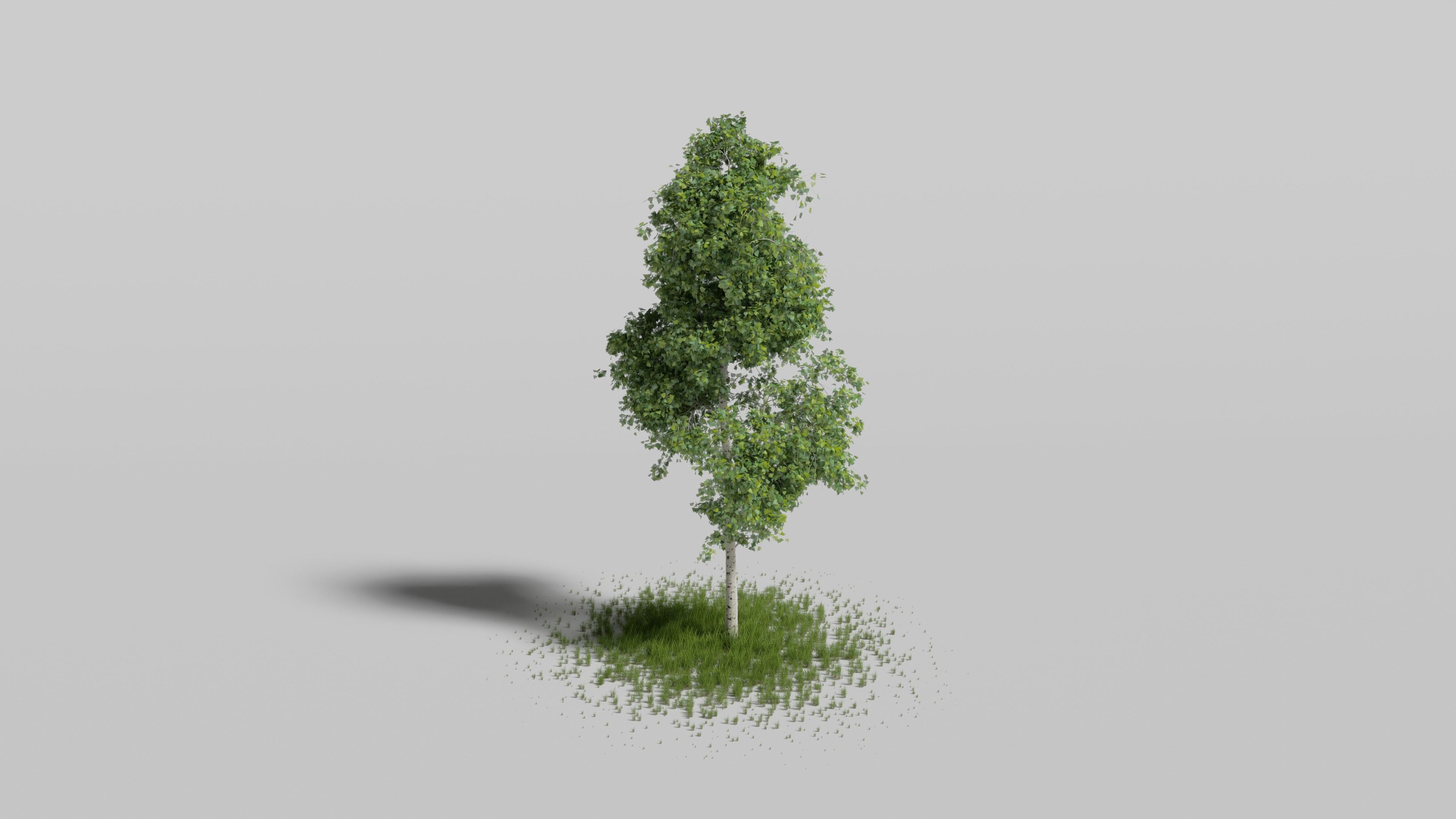 Birch High Resolution Tree Collection 3D model | CGTrader
