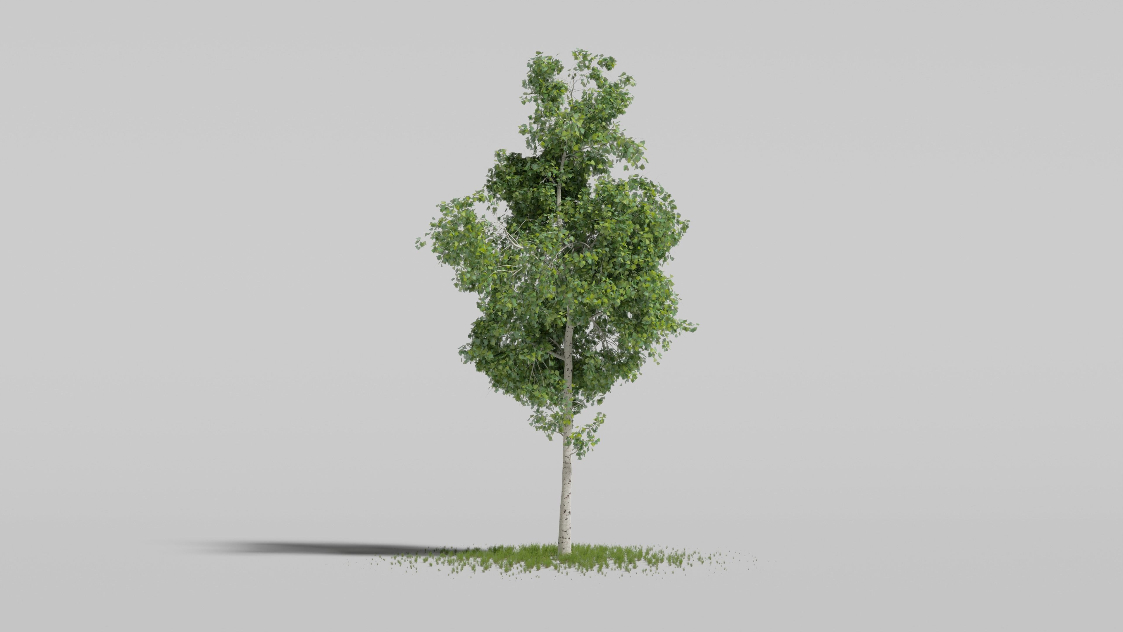 Birch High Resolution Tree Collection 3D model | CGTrader