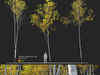 Aspen trees set 03 3D model | CGTrader