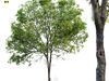 Hickory tree 05 3D model | CGTrader
