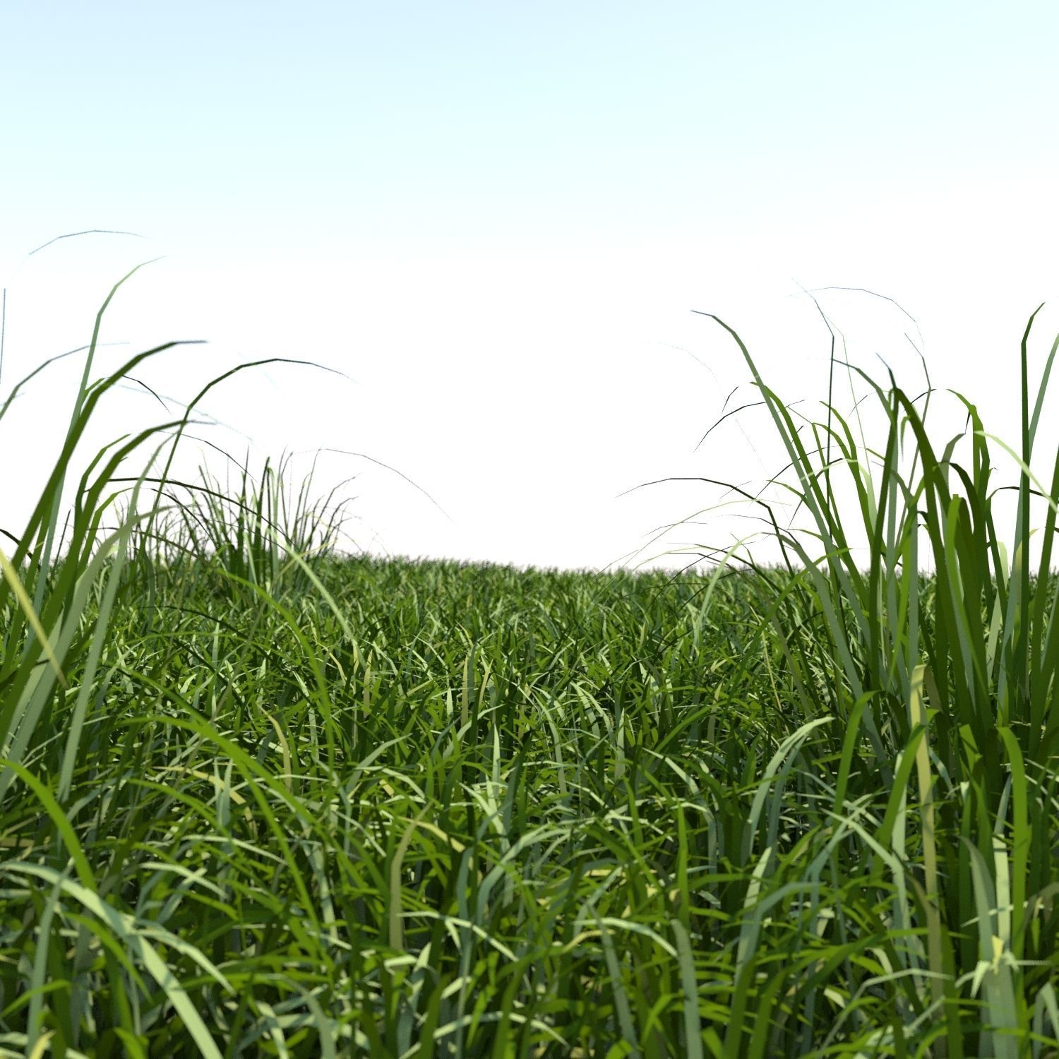 Simple Grass Model free 3D model | CGTrader