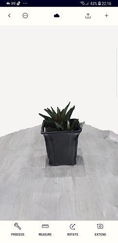 small potted plant 3d scan 3D model | CGTrader