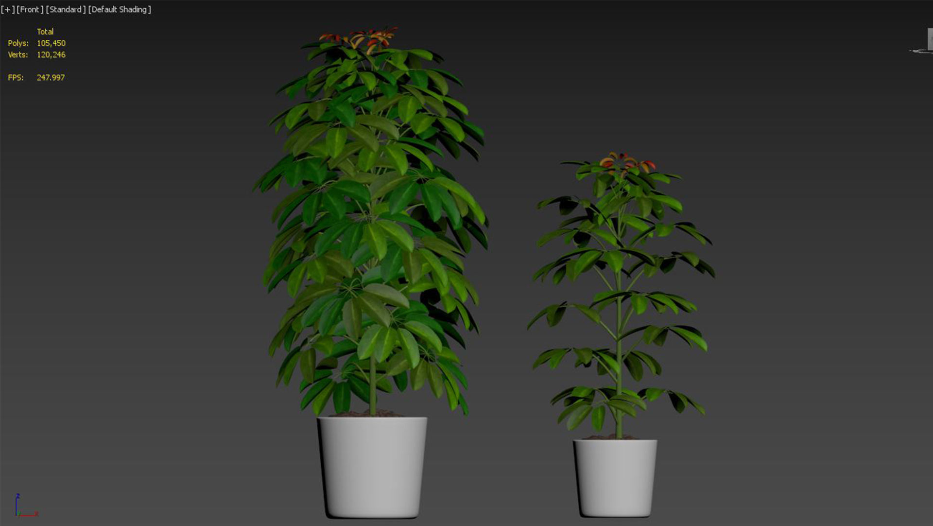 Schefflera Arboricola 3D model | CGTrader