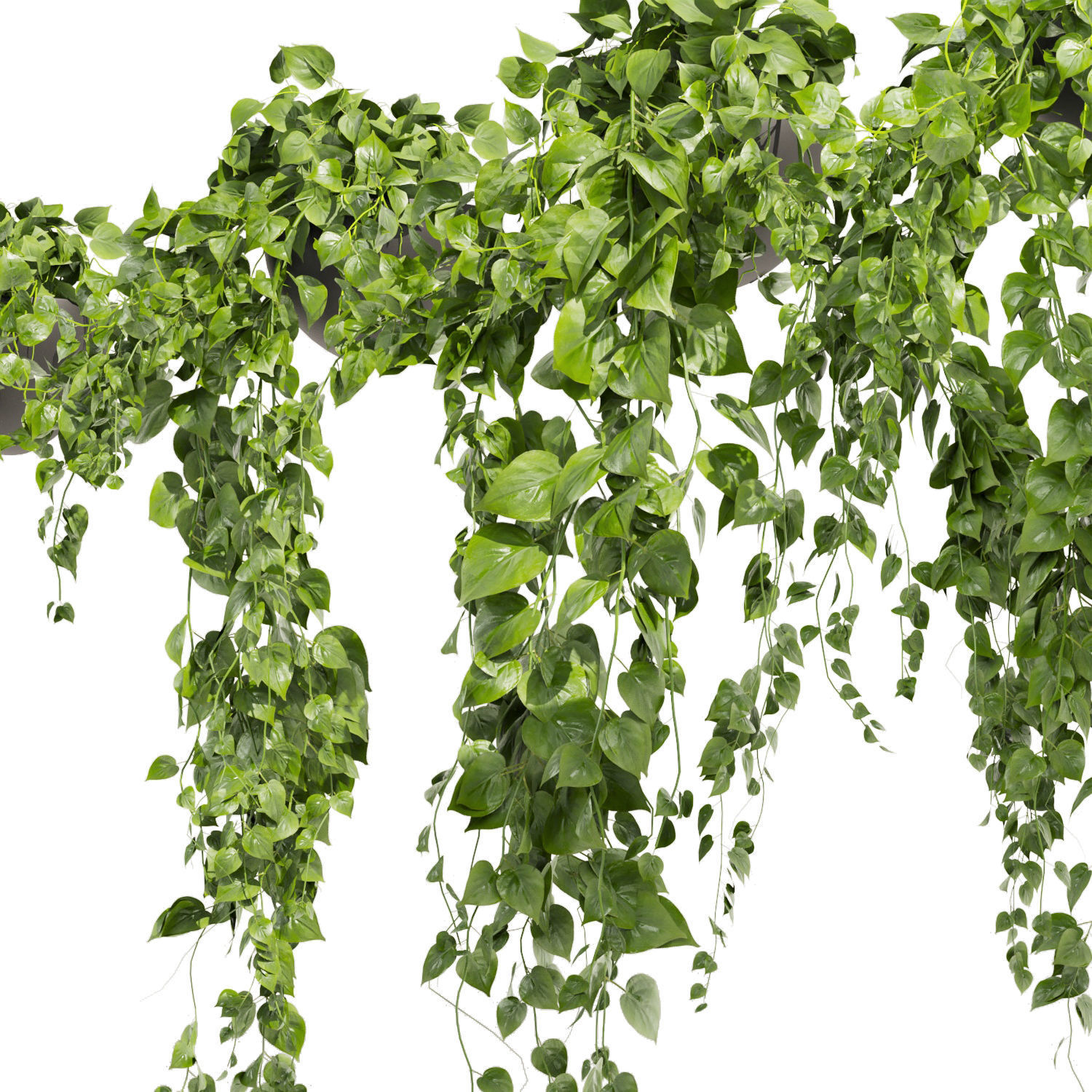 Collection plant vol 412 - pothos - hanging - ampelous 3D model | CGTrader