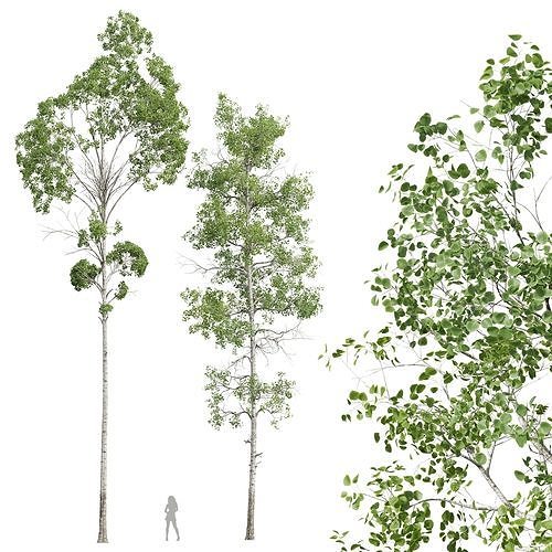 New Plant High detail Populus Tremuloides 2trees 3D model | CGTrader