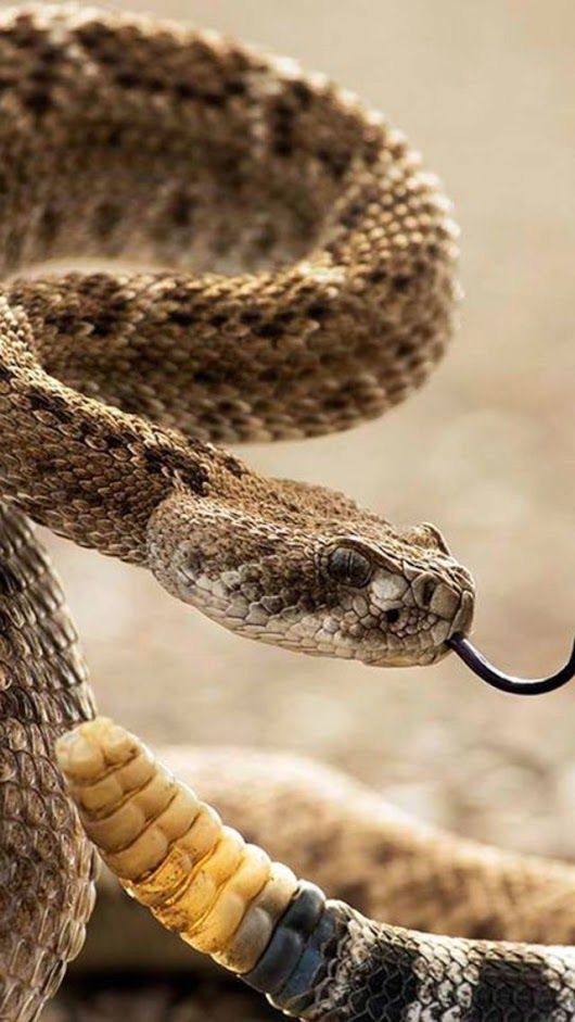 Bionic rattlesnake tail keychain 3D model 3D printable | CGTrader