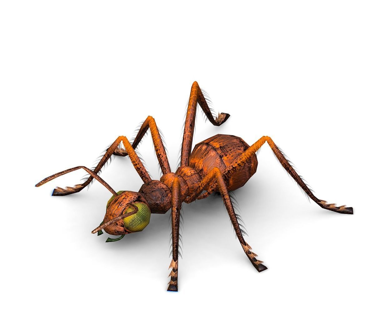 3D model LowPoly Giant Crimson Ant VR / AR / low-poly | CGTrader