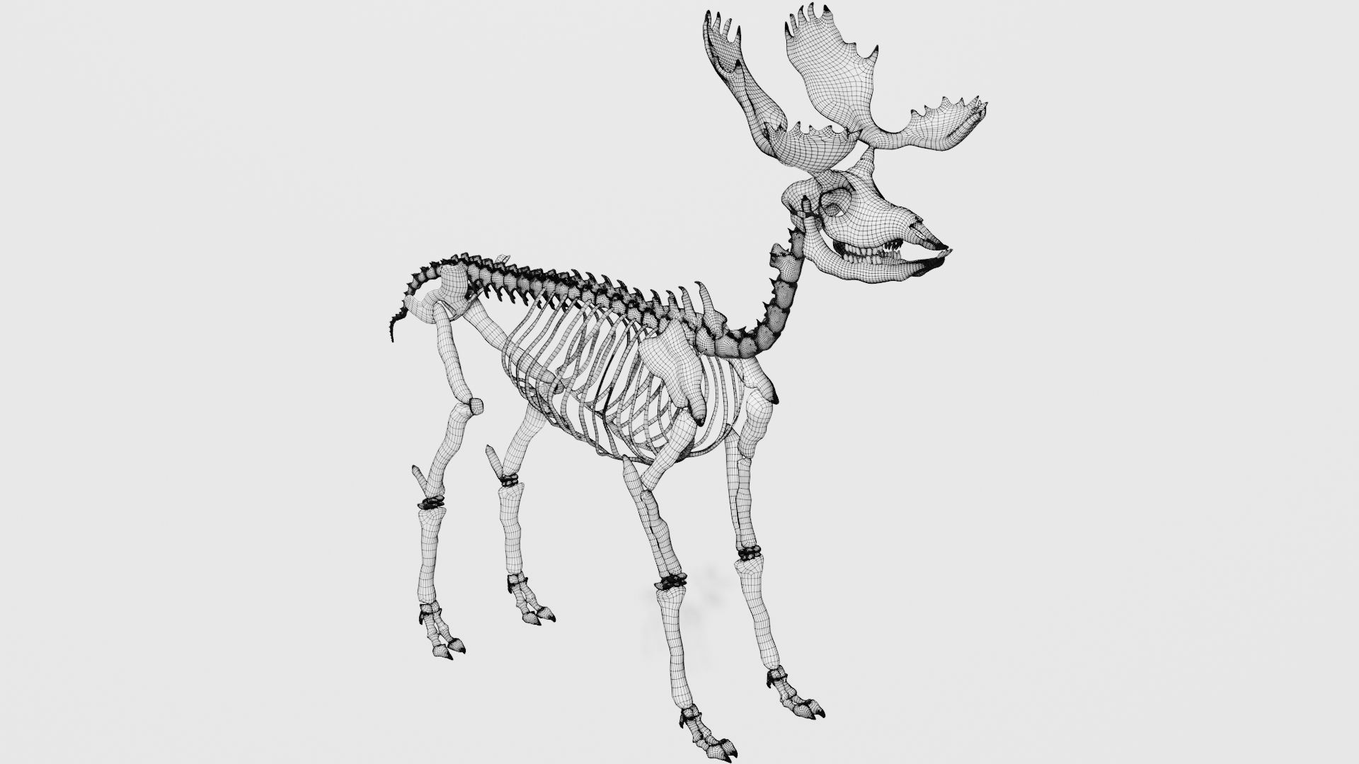 Moose skeleton 3D model | CGTrader
