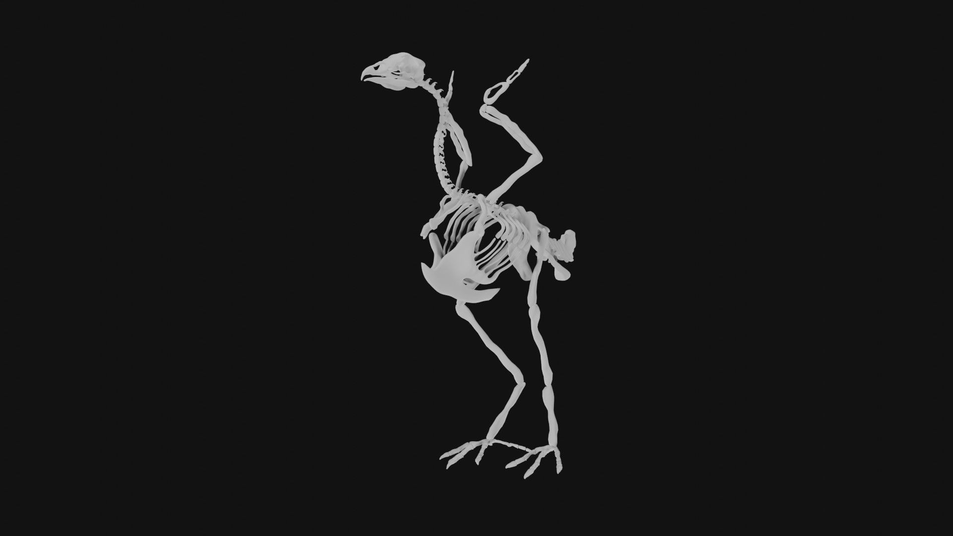 Turkey skeleton 3D model | CGTrader