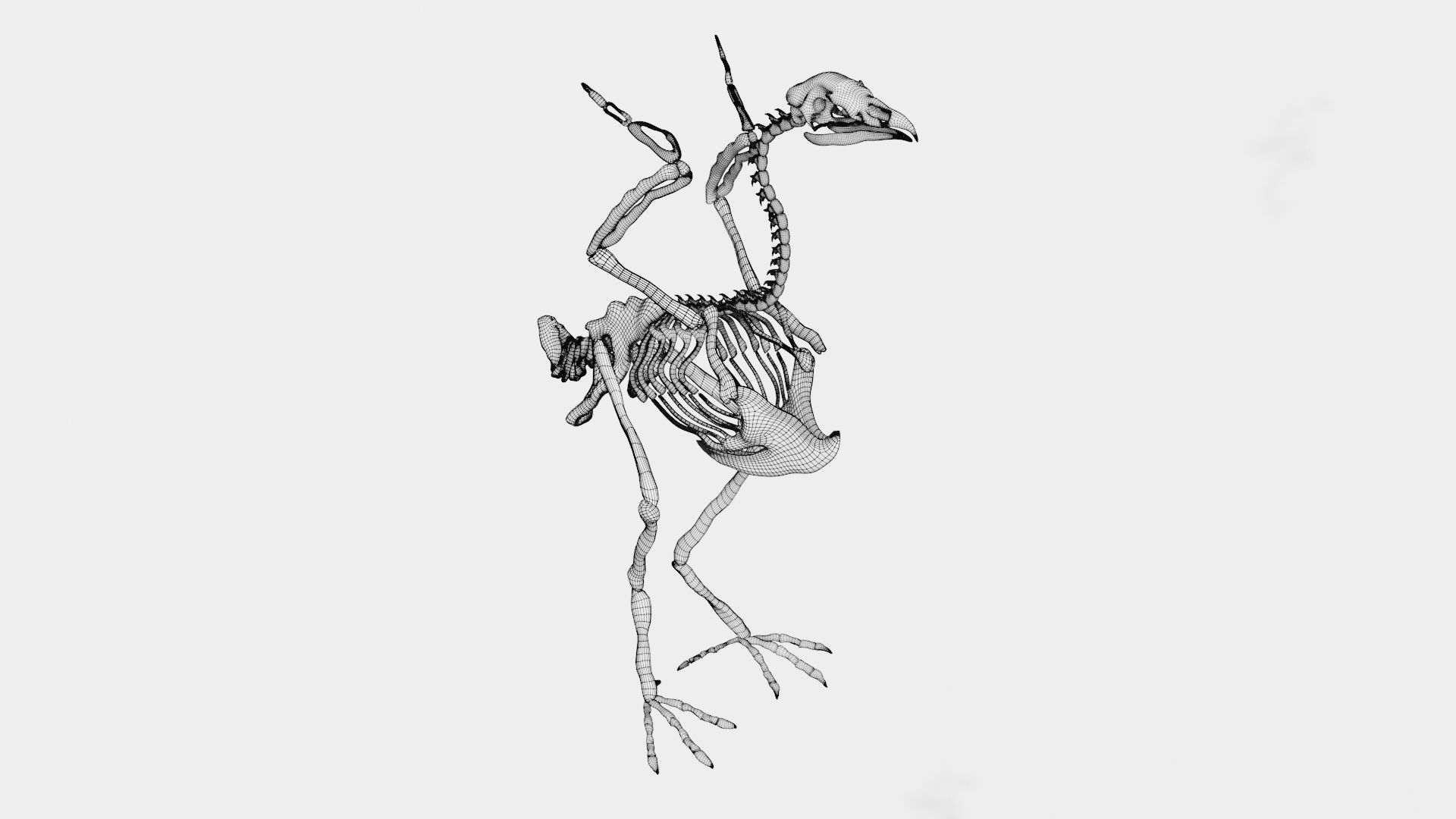 Turkey skeleton 3D model | CGTrader