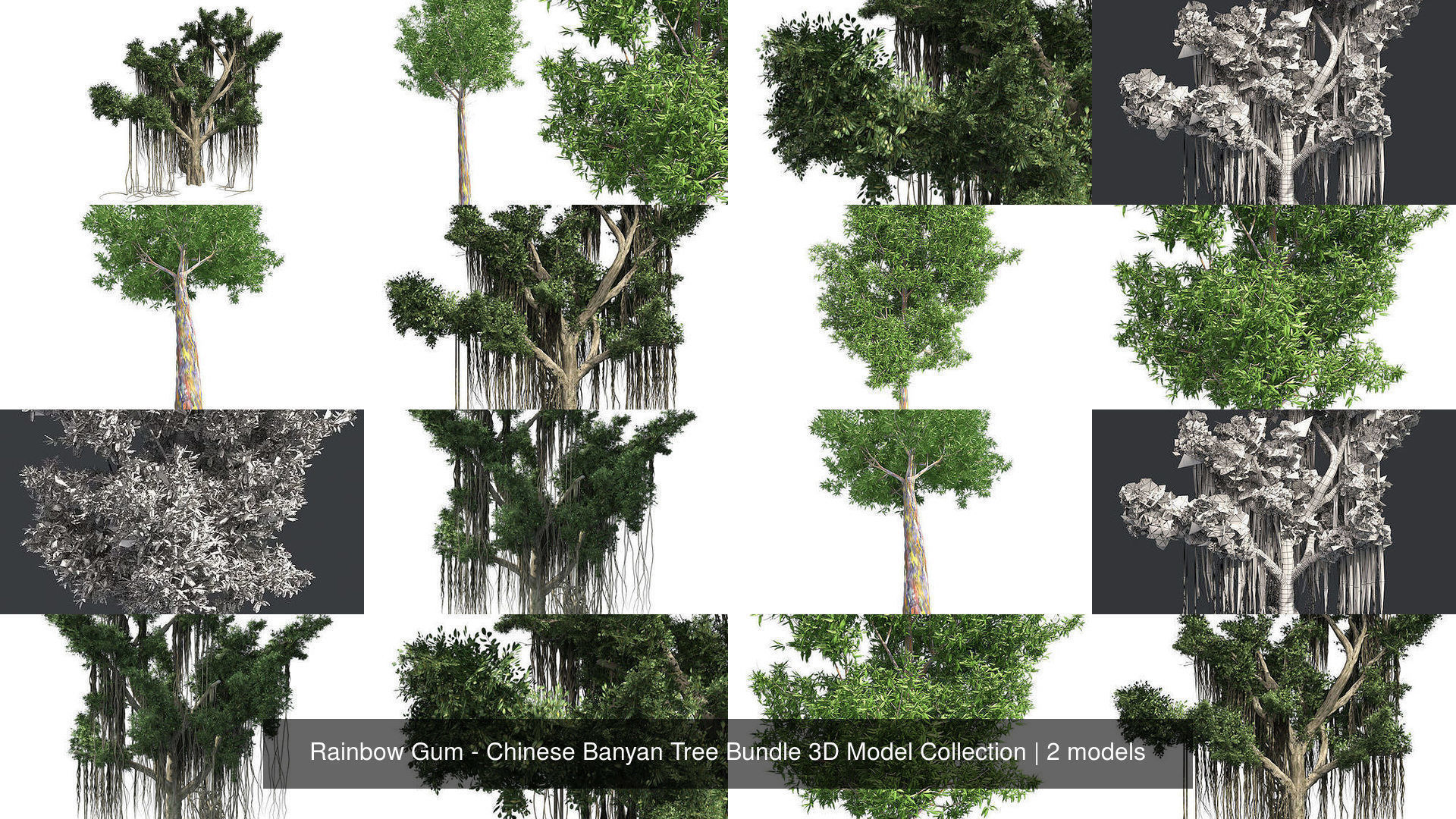 Rainbow Gum - Chinese Banyan Tree Bundle 3D Model Collection VR / AR ...